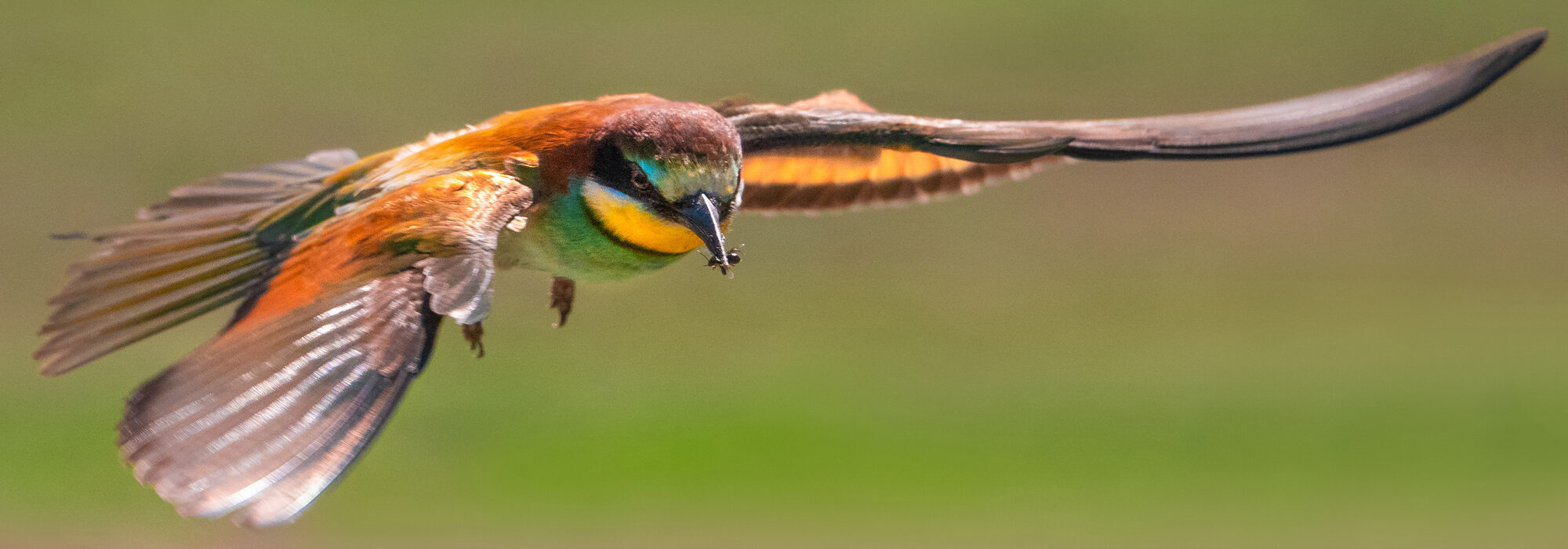 Petar Sabol | Travel Light. Capture Flight
