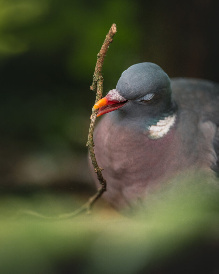 La faune sauvage au jardin