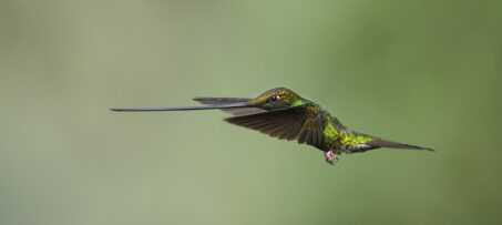 Colibríes de Ecuador
