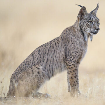 The Lynx Effect