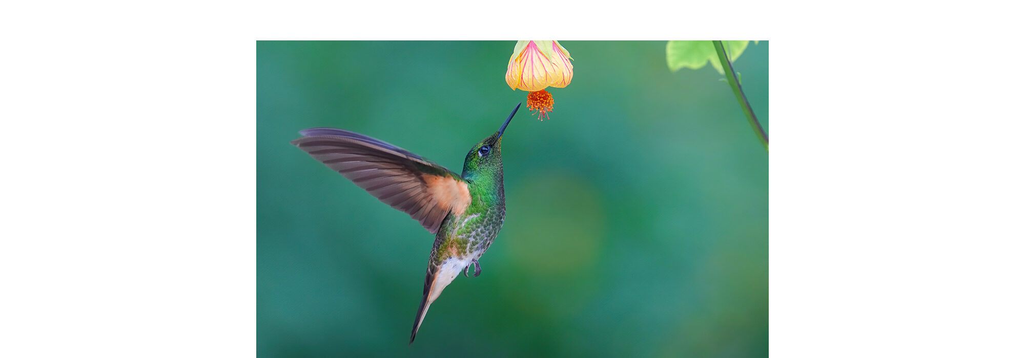 'Spring' Photography Competition