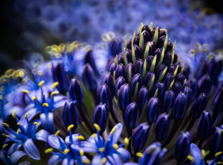 Massimo Siragusa | Detailing a Scilla Flower